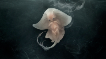 SPLICE Create A Creature Contest Winners by Moonbeam13 on DeviantArt